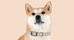 Make Your Own Personalized Dog Collars | Print on Demand