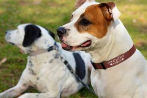 Make Your Own Personalized Dog Collars | Print on Demand
