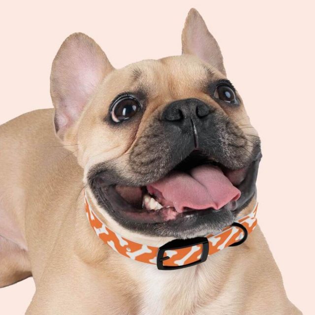 Personalized Dog Collars | No Minimum Order – Printify
