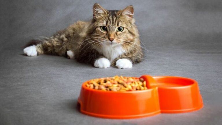 13 Profitable Pet Business Ideas for 2026 | Printify