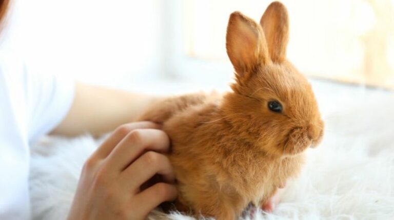 13 Profitable Pet Business Ideas for 2026 | Printify