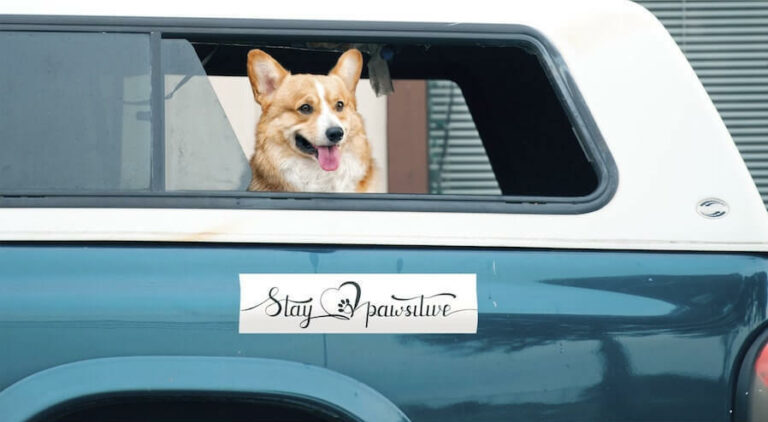 Design Custom Bumper Stickers Online