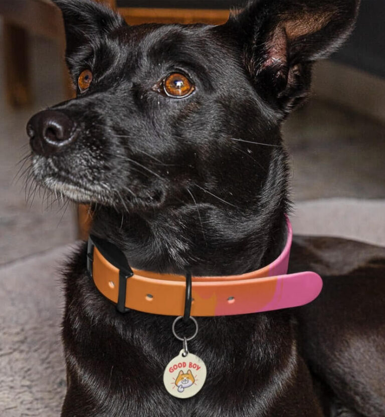 Custom Dog Shirts | Custom Pet Apparel